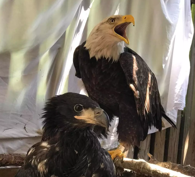 Murphy The Bald Eagle: A Beloved Foster Dad’s Legacy
