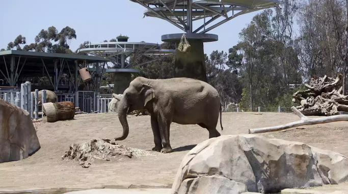 San Diego Earthquake April 14 2025: Elephants Protecting