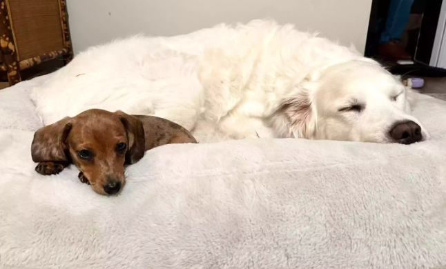 Viral Dog Videos: Olaf And Tank's Heartwarming Bond
