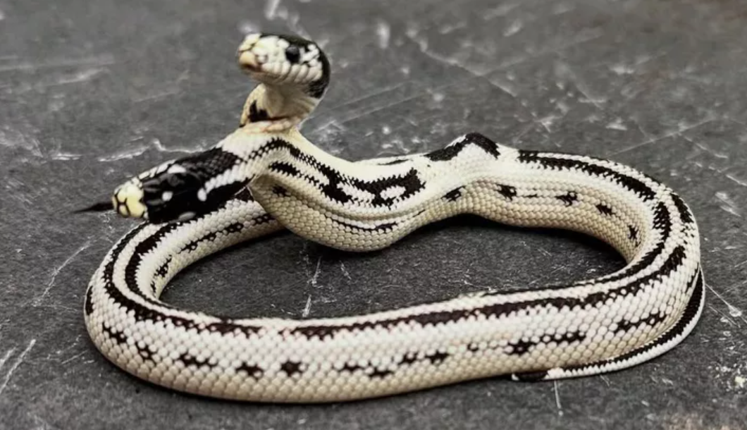 Two-Headed Snake: Zeke And Angel’s Amazing Journey